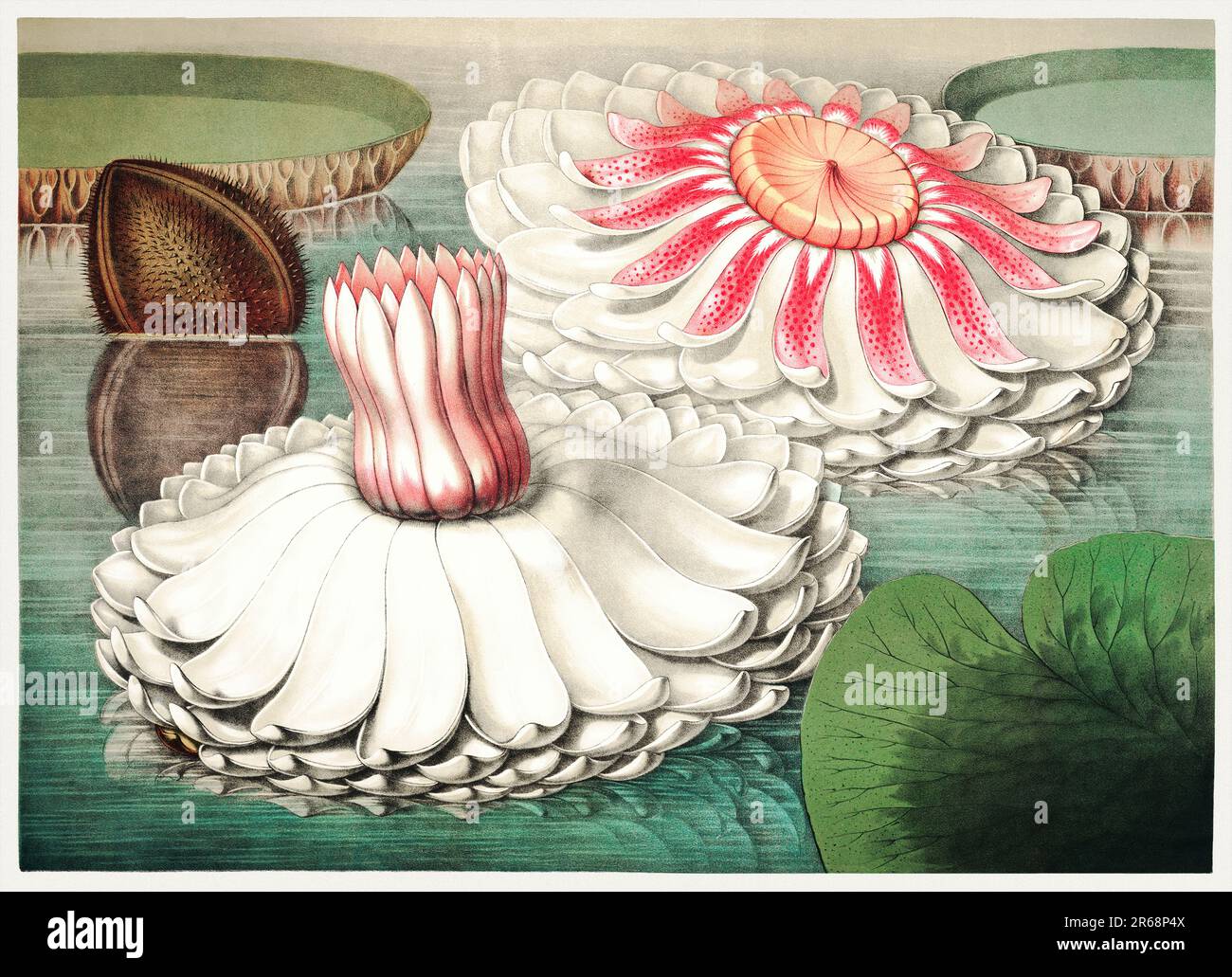 19th Century flower Illustration: Victoria Regia, the Majestic Water ...
