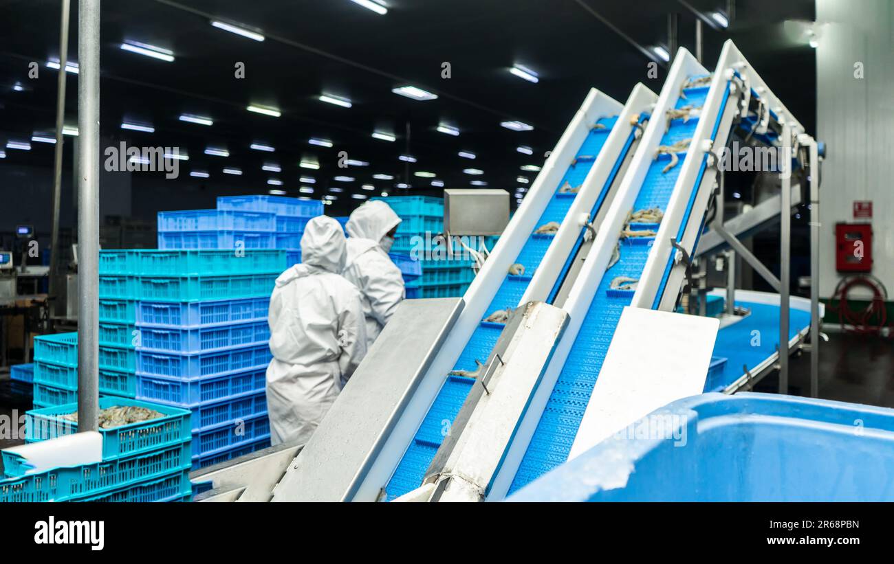 Farmed shrimp packing and processing line Stock Photo - Alamy