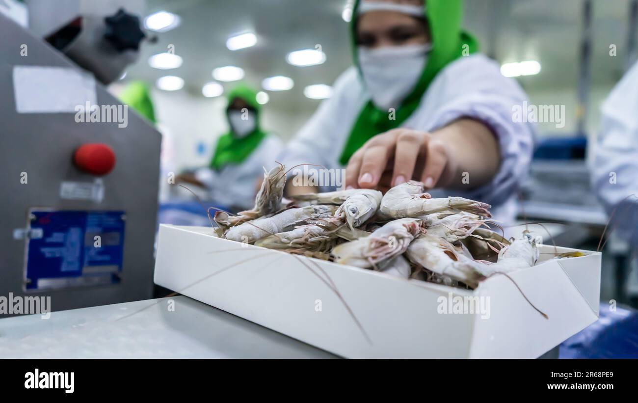 Latina worker packing vannamei shrimp in a box using all safety and ...