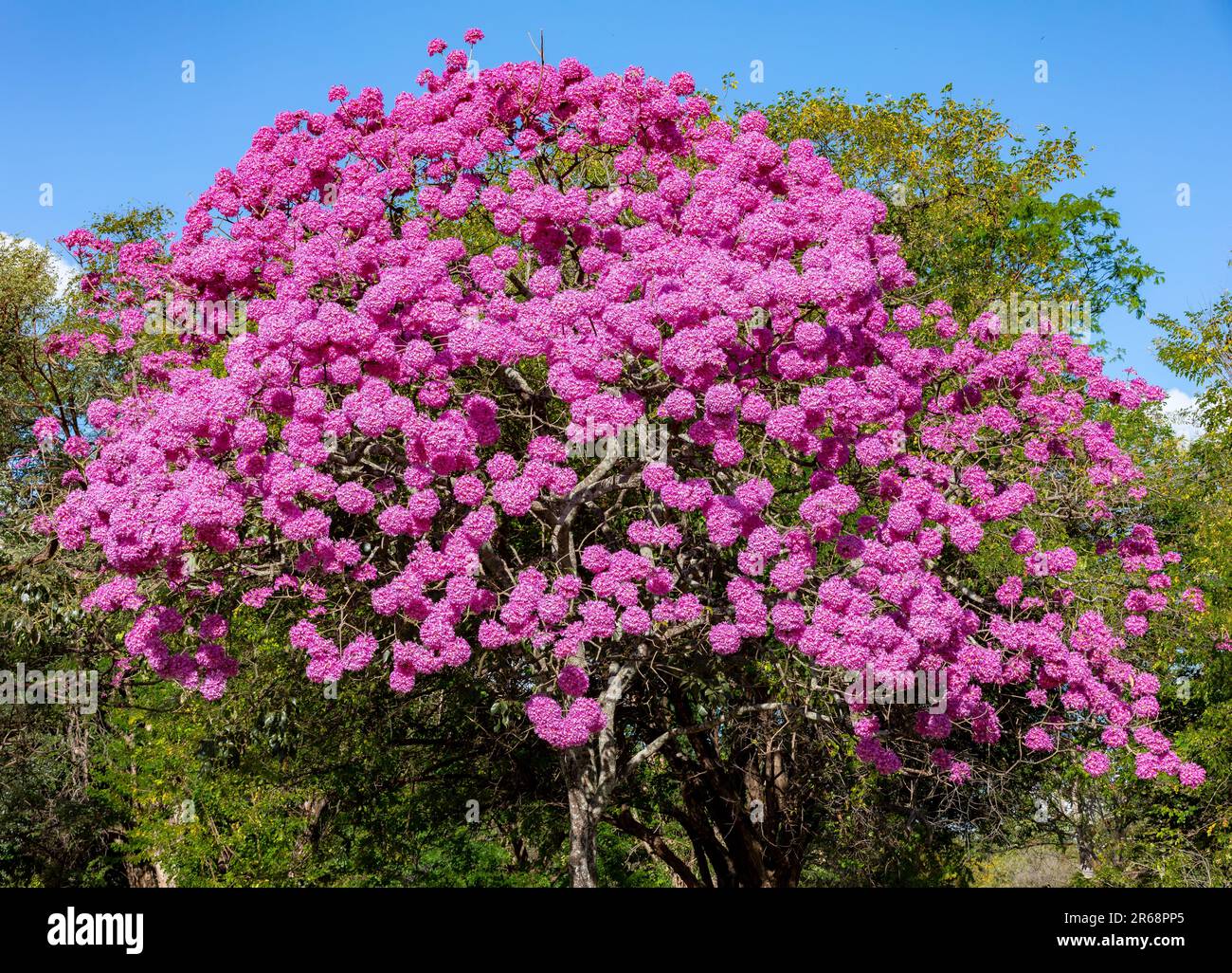 Details of the beautiful Pink Trumpet Tree (Handroanthus heptaphyllus ...