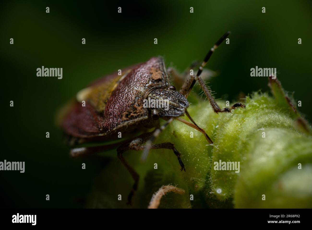 Macro photography of stink bug Stock Photo - Alamy