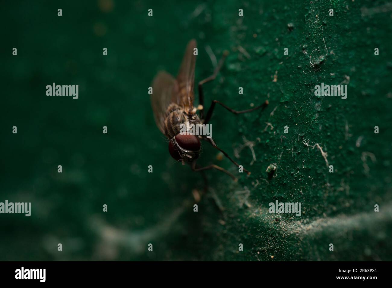 Macro photo of fly eyes Stock Photo - Alamy