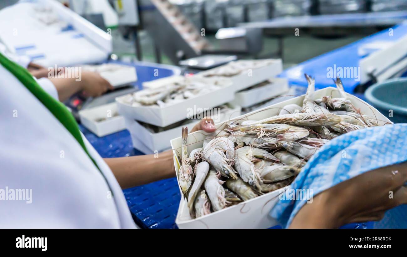 Frozen food production line workers hi-res stock photography and images ...