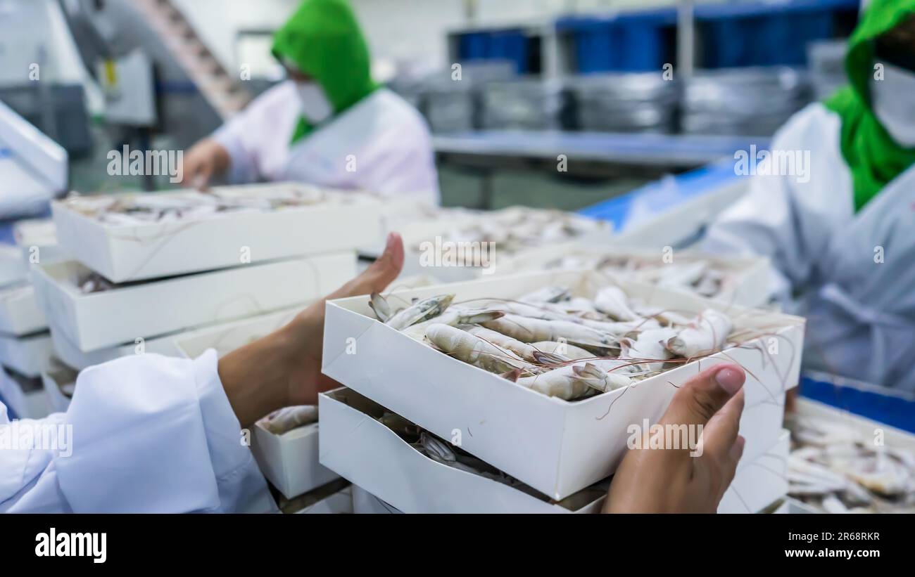 Workers at a farmed shrimp production plant packing frozen white prawns ...