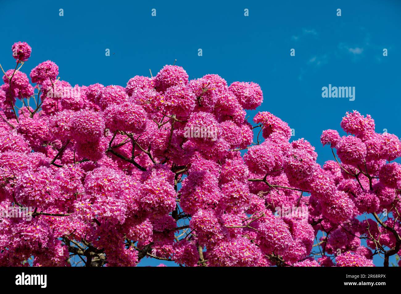 Details of the beautiful Pink Trumpet Tree (Handroanthus heptaphyllus ...