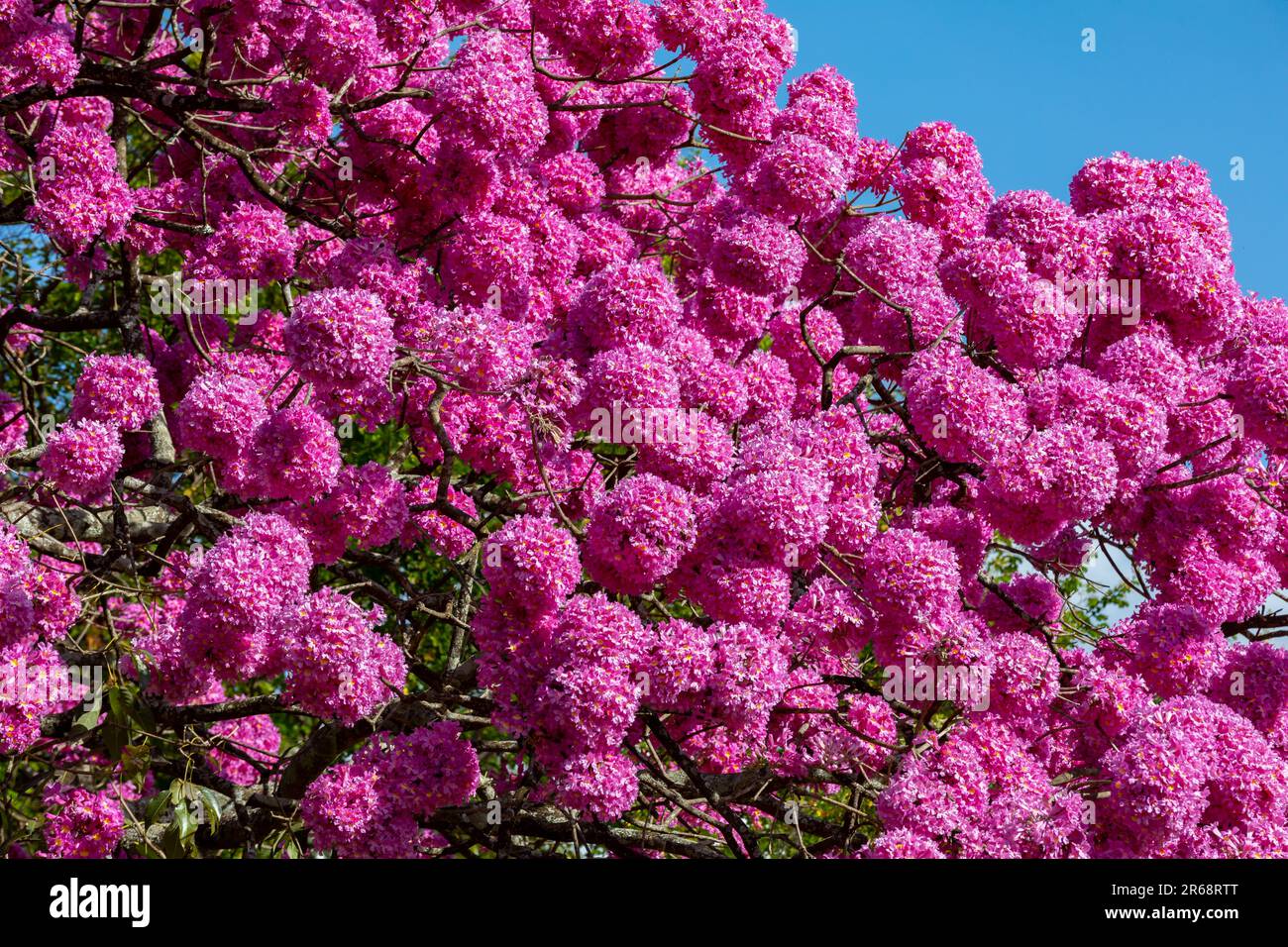 Details of the beautiful Pink Trumpet Tree (Handroanthus heptaphyllus ...