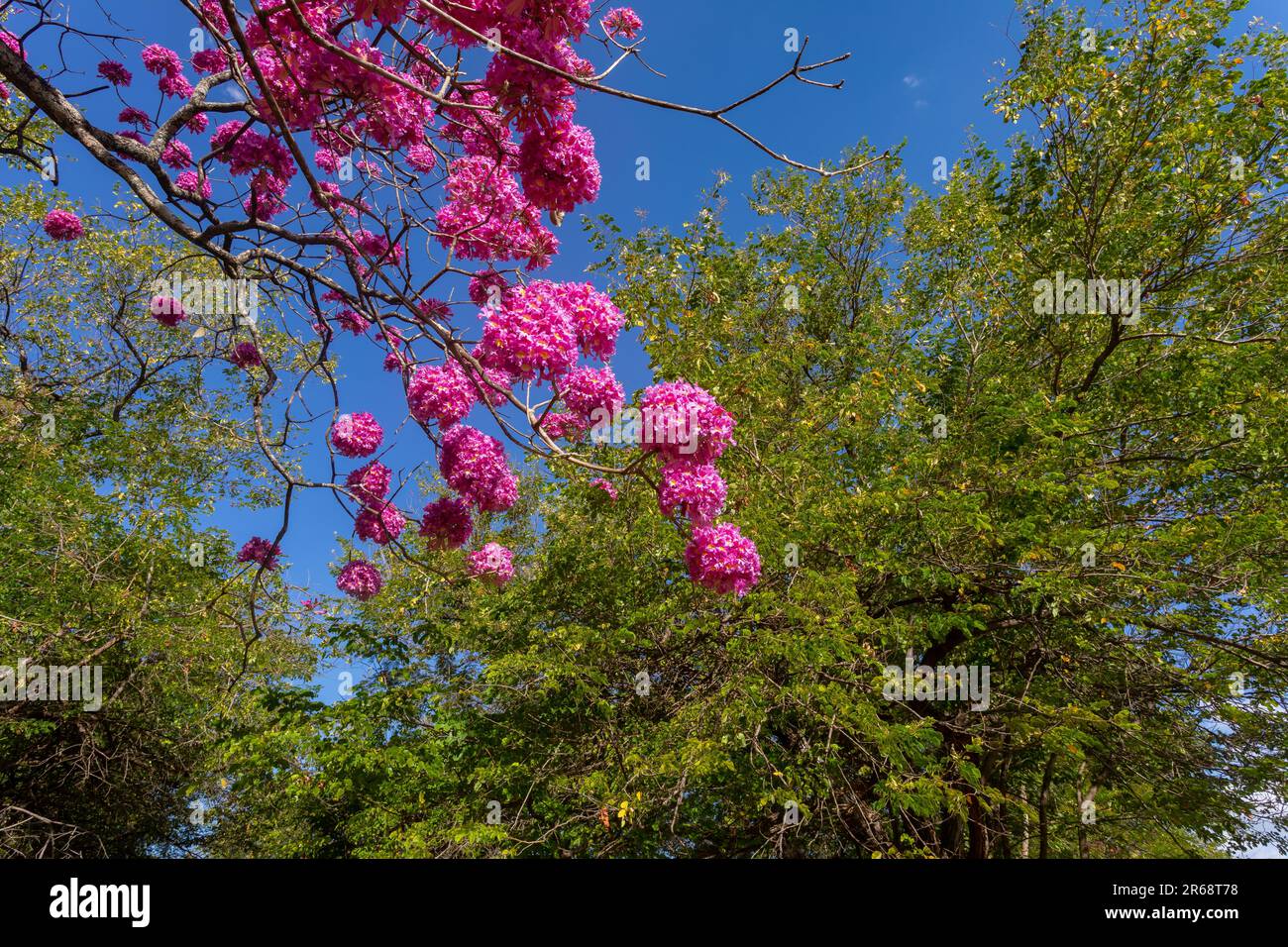 Details of the beautiful Pink Trumpet Tree (Handroanthus heptaphyllus ...