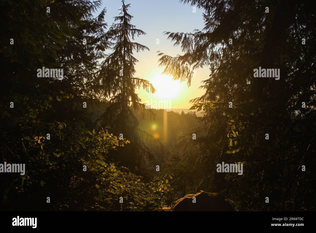 Sunlight filtering through tree branches hi-res stock photography and ...