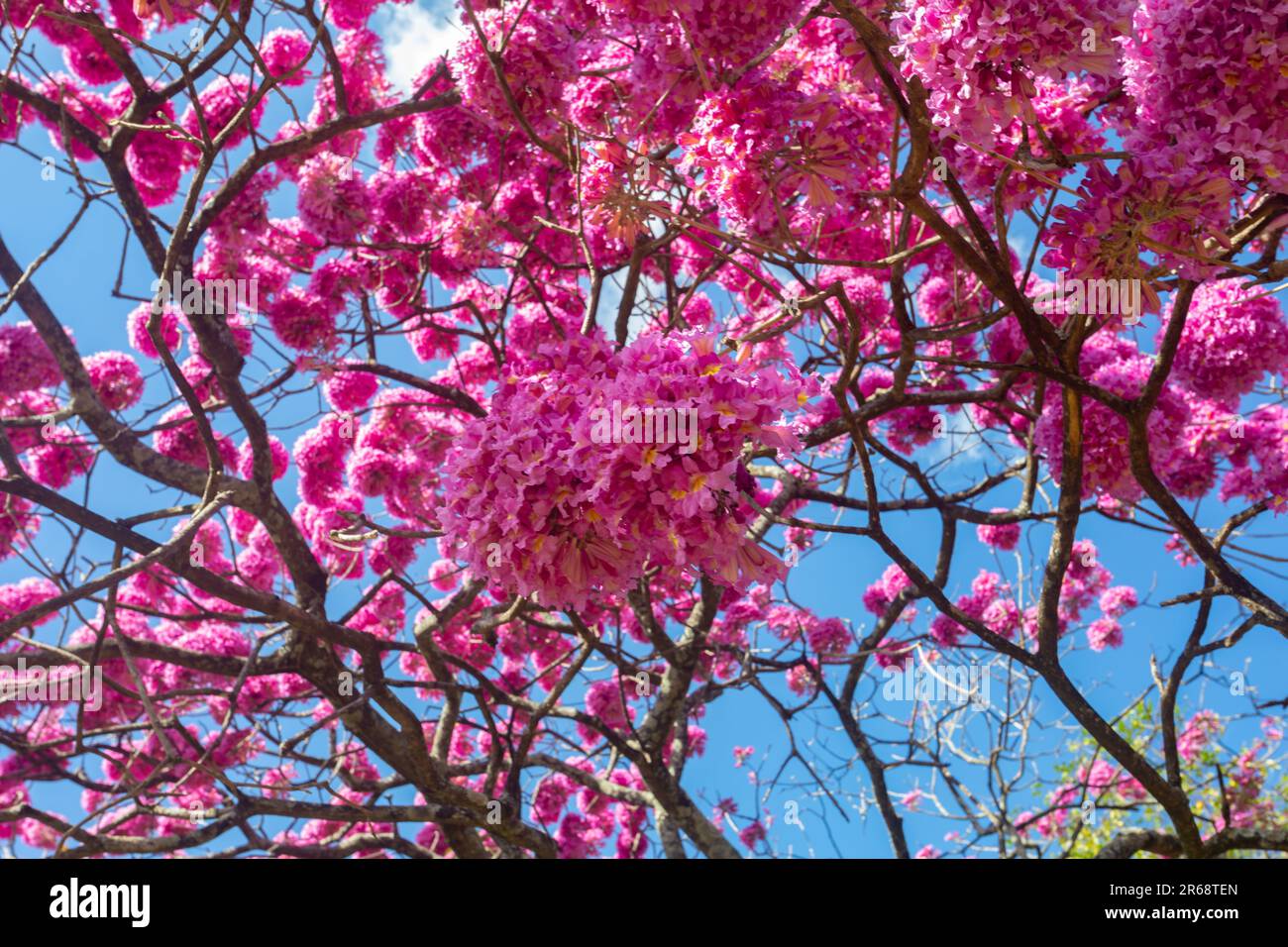 Details of the beautiful Pink Trumpet Tree (Handroanthus heptaphyllus ...