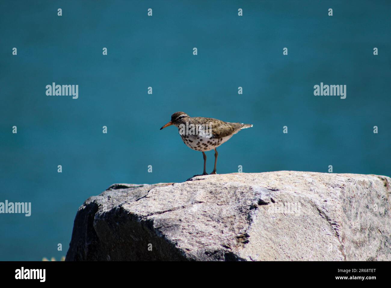 Rock quality hi-res stock photography and images - Alamy