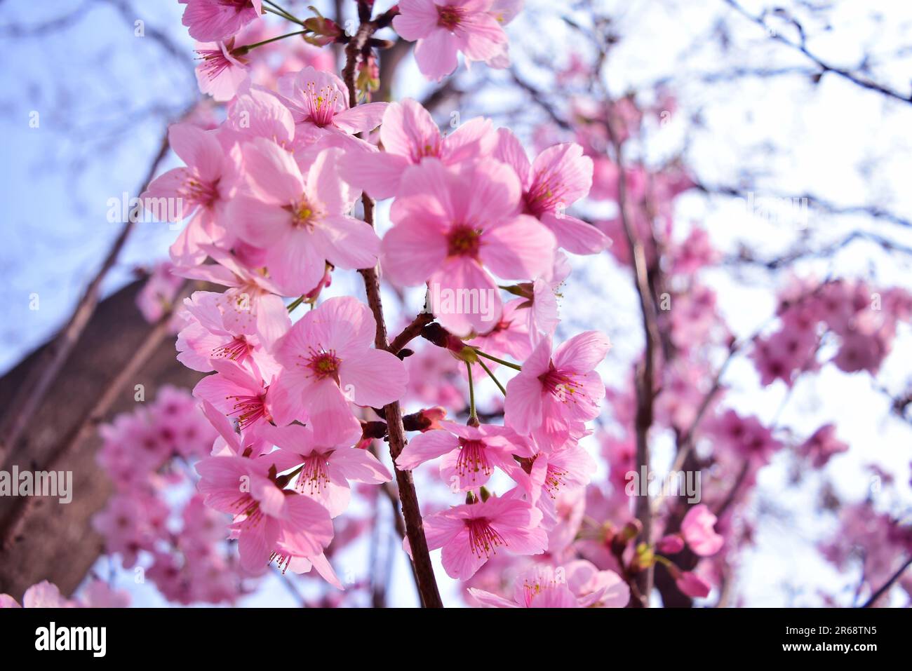Embrace nature's serenity with this enchanting photo of pink flowers ...