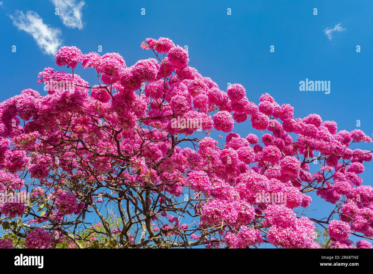 Details of the beautiful Pink Trumpet Tree (Handroanthus heptaphyllus ...