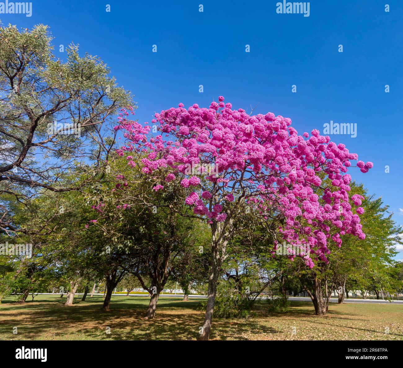 Details of the beautiful Pink Trumpet Tree (Handroanthus heptaphyllus ...