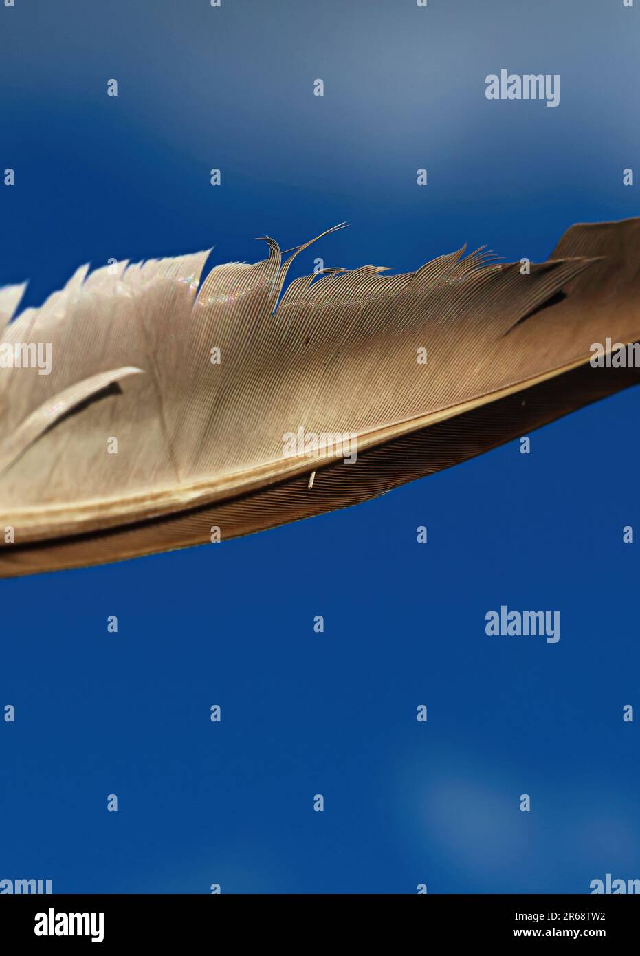 Fine details of feathers shot macro, textures and fine details showing ...