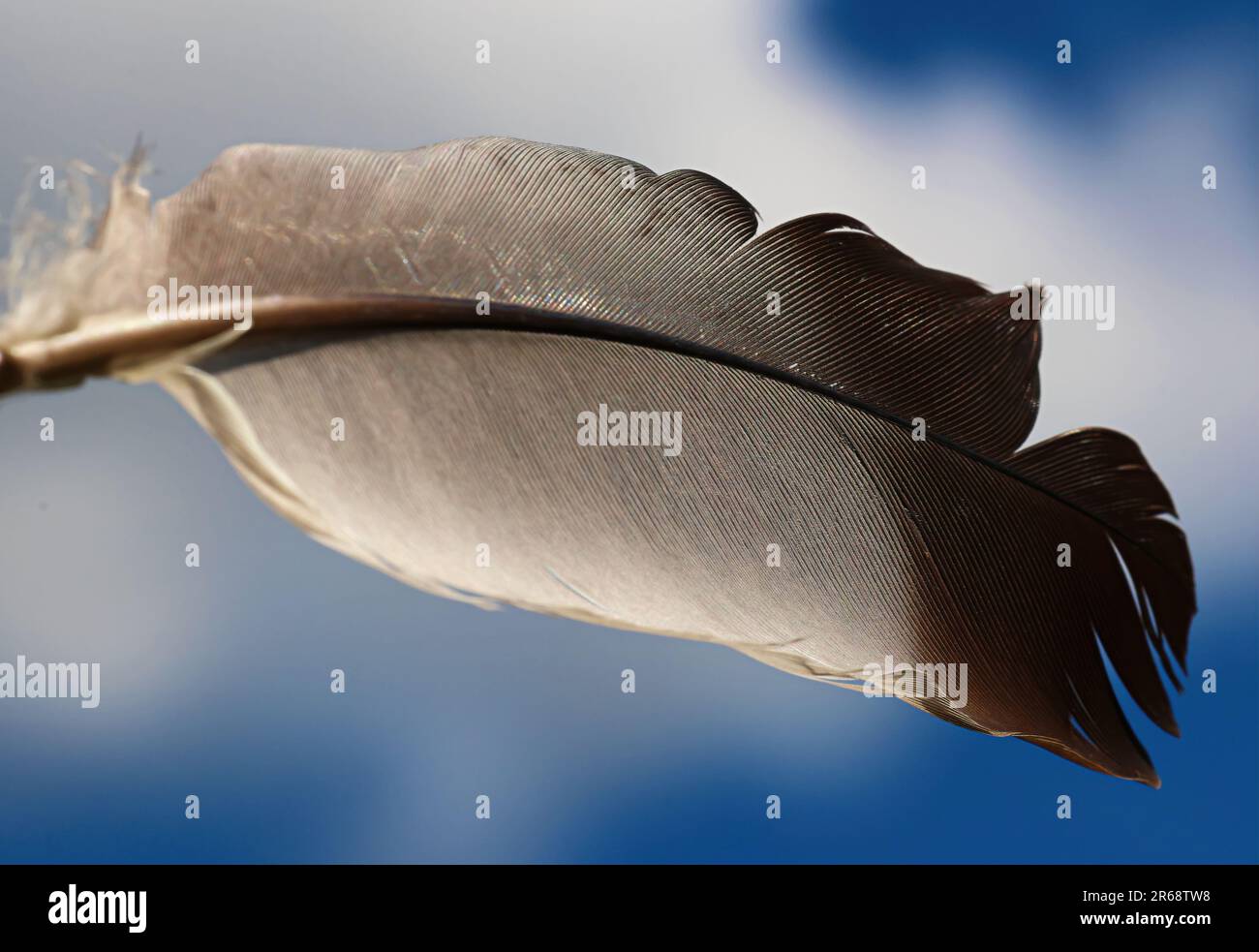 Fine details of feathers shot macro, textures and fine details showing ...