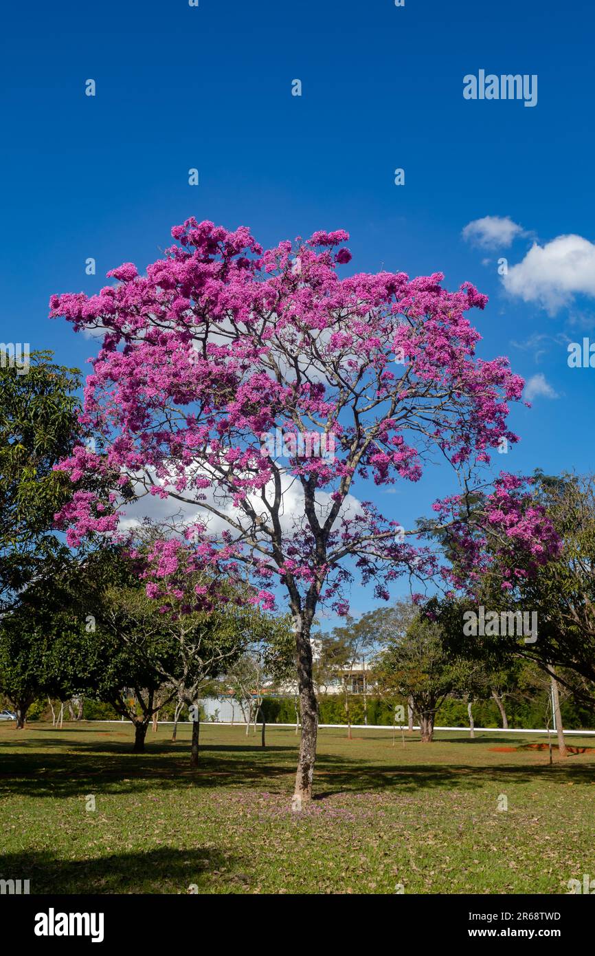 Details of the beautiful Pink Trumpet Tree (Handroanthus heptaphyllus ...