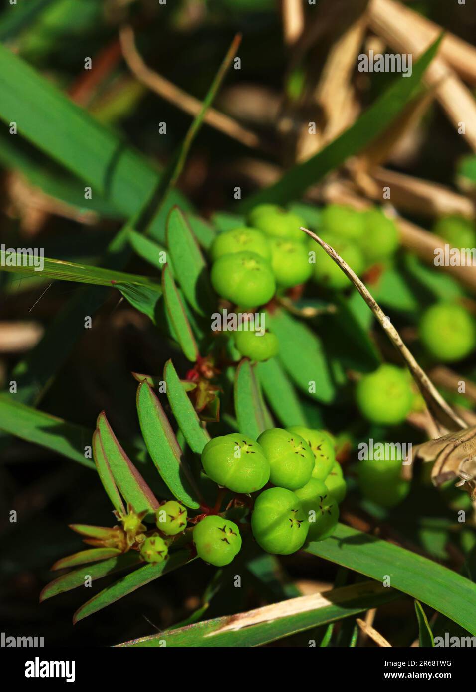 Plants with seeds growing outside in the garden on a sunny warm day ...