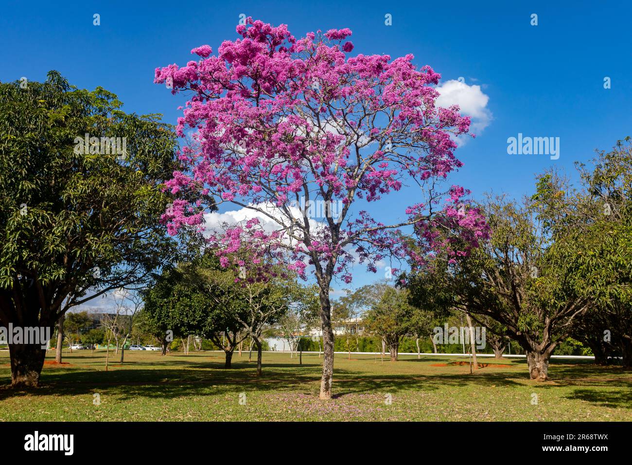 Details of the beautiful Pink Trumpet Tree (Handroanthus heptaphyllus ...
