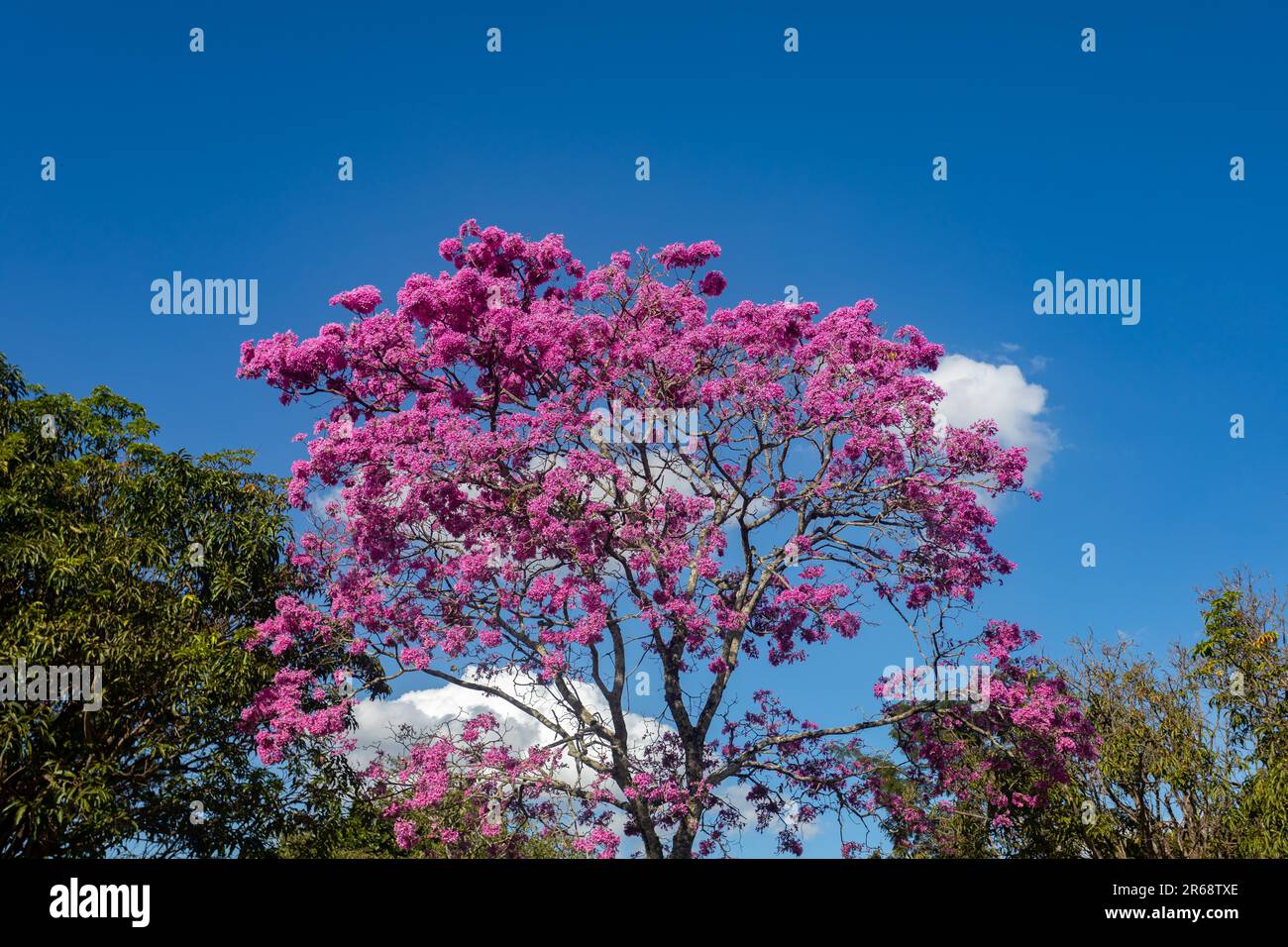 Details of the beautiful Pink Trumpet Tree (Handroanthus heptaphyllus ...