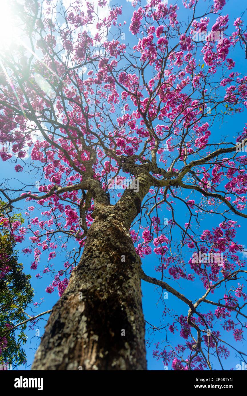 Details of the beautiful Pink Trumpet Tree (Handroanthus heptaphyllus ...