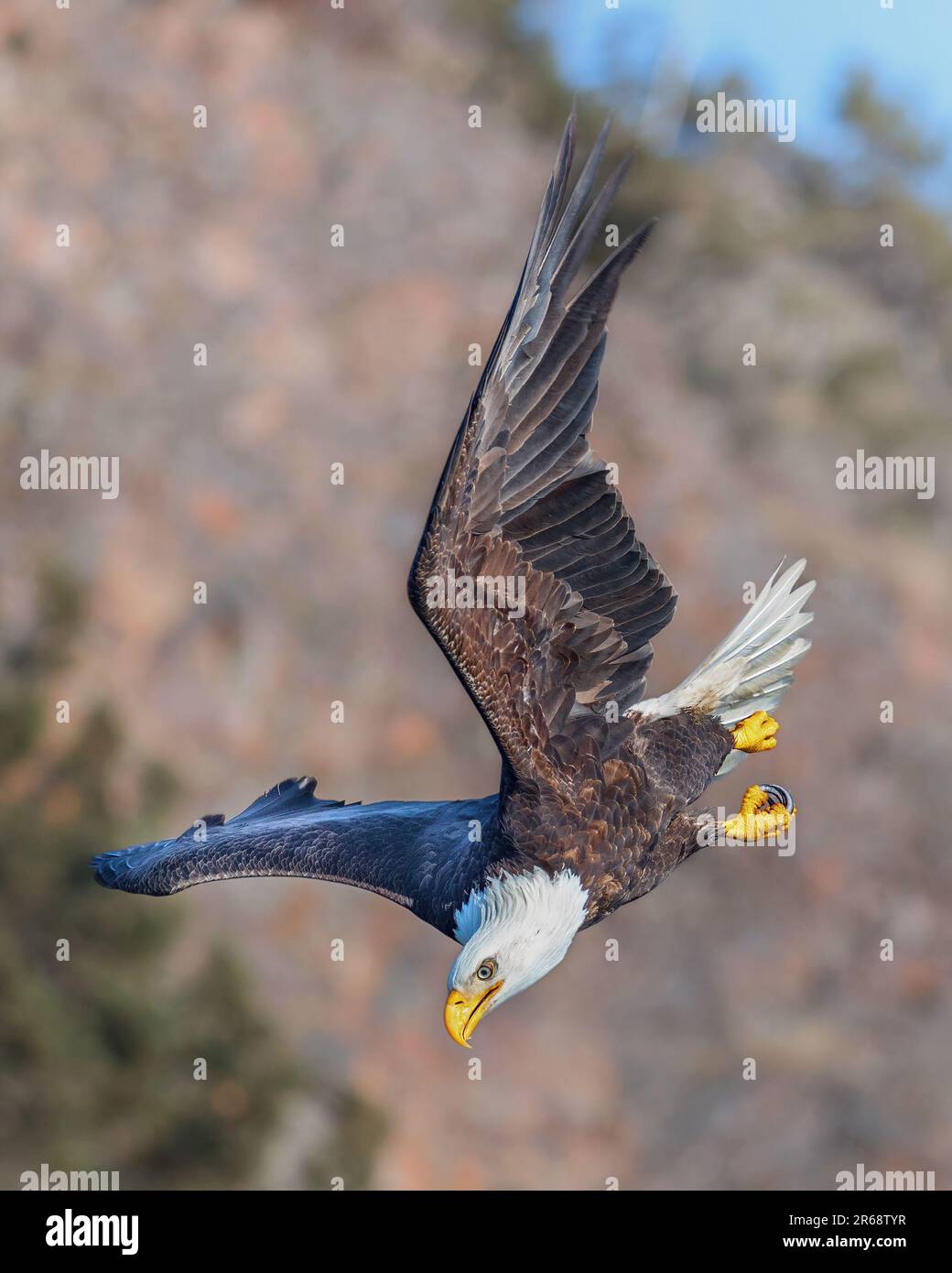 Dramatic view of a Bald eagle flying, diving for a fish in Katchemak ...