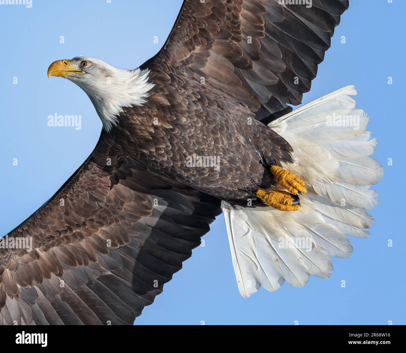 Bald eagle flying close up hi-res stock photography and images - Alamy