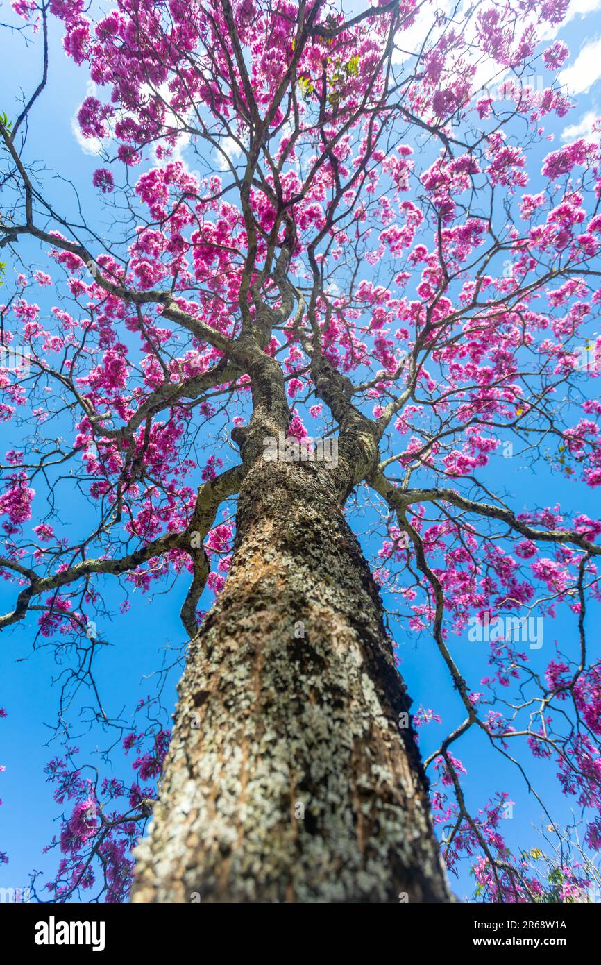 Details of the beautiful Pink Trumpet Tree (Handroanthus heptaphyllus ...