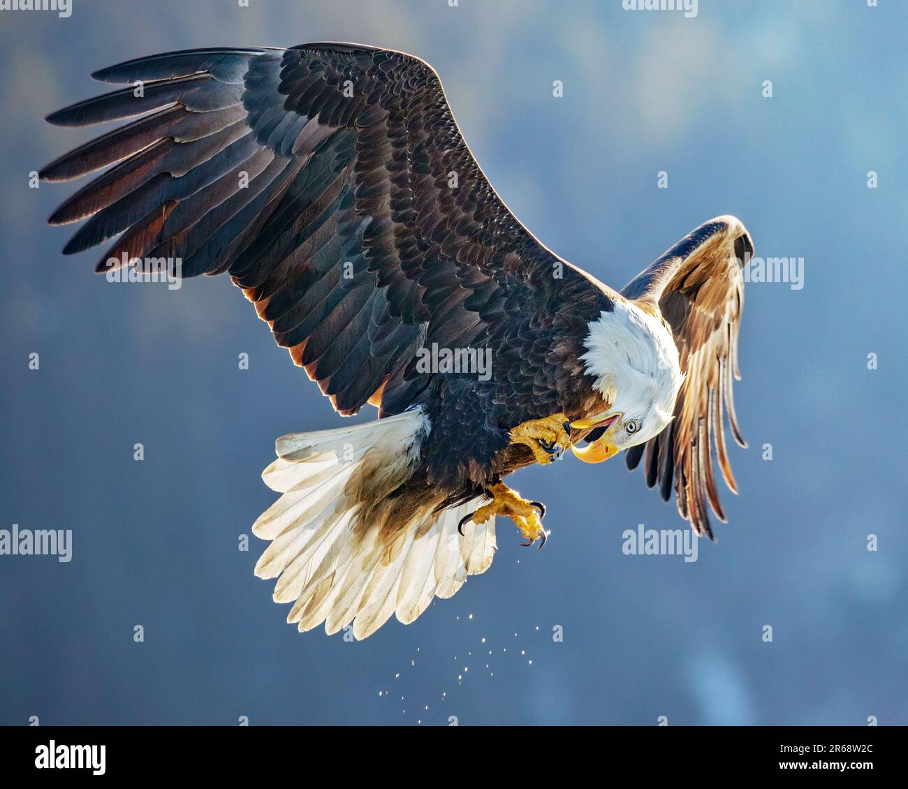 Bald eagle flying above Katchemak Bay in Alaska, eating a fish in ...