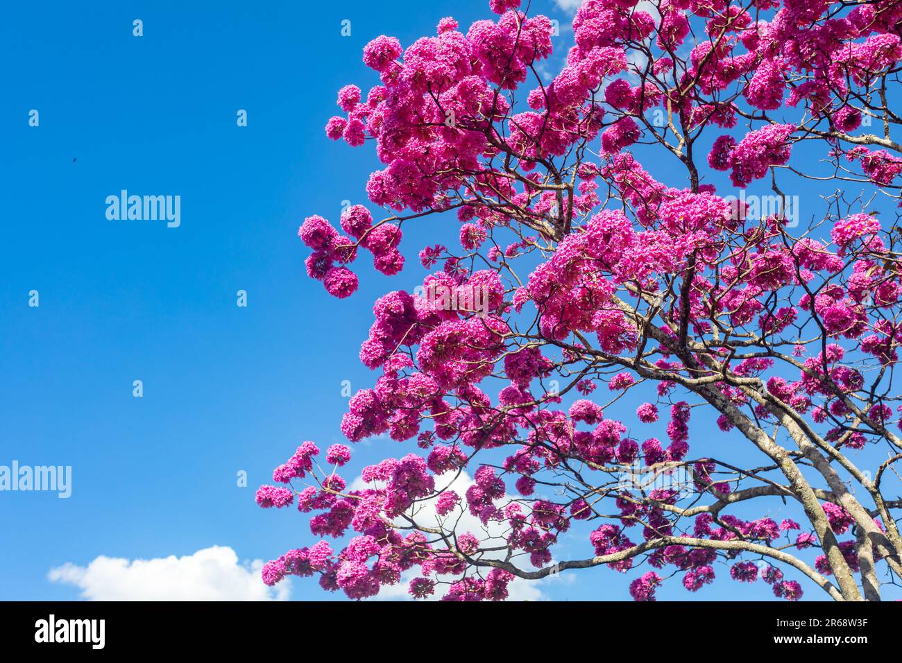 Details of the beautiful Pink Trumpet Tree (Handroanthus heptaphyllus ...
