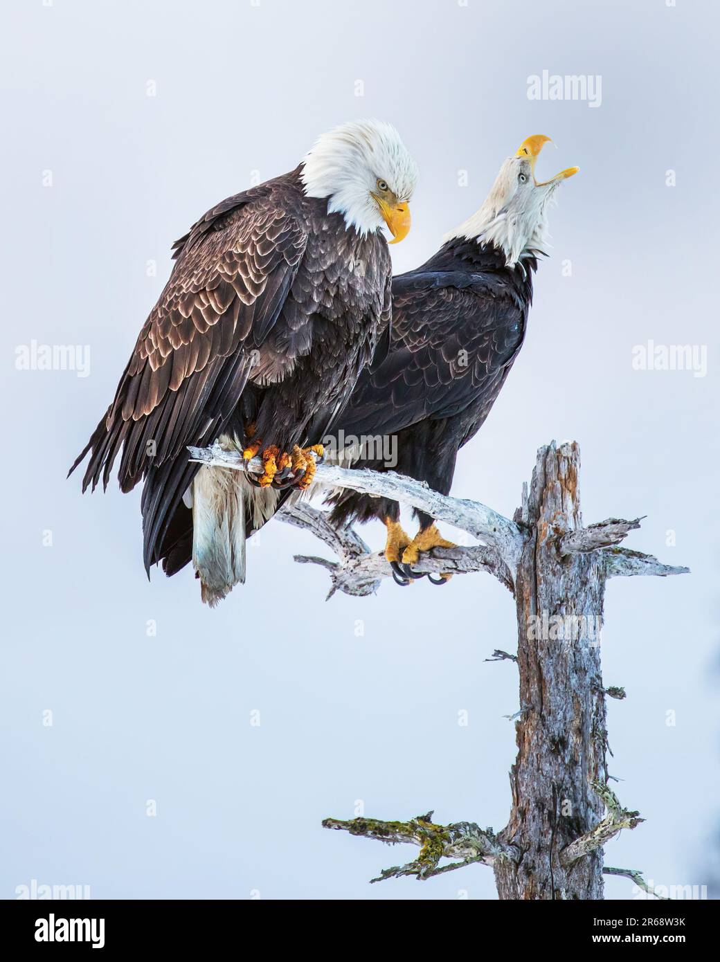 Pair of Bald eagles majestically sitting on driftwood, on beach ...