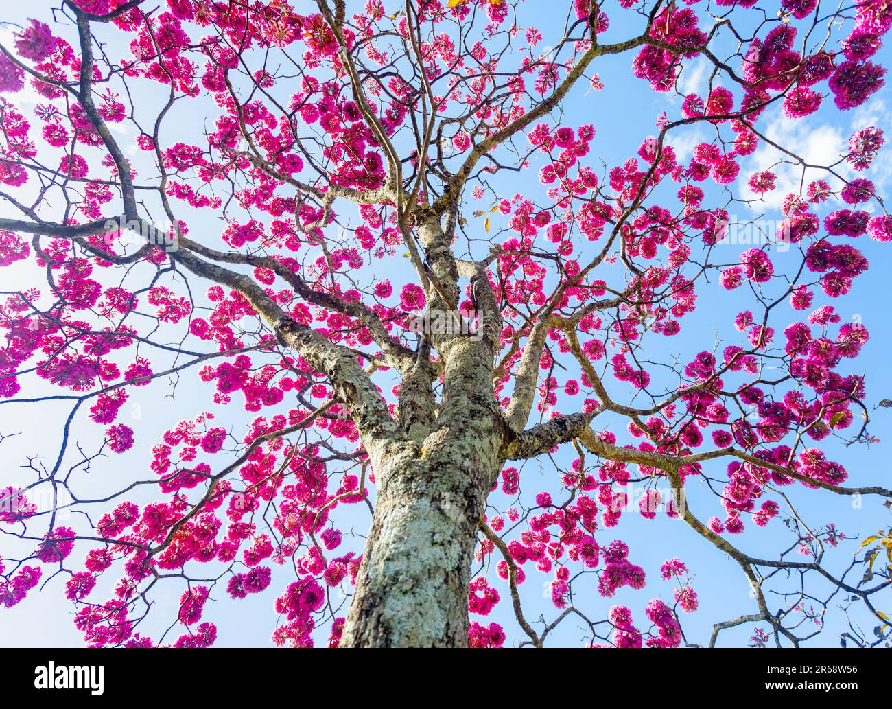 Details of the beautiful Pink Trumpet Tree (Handroanthus heptaphyllus ...