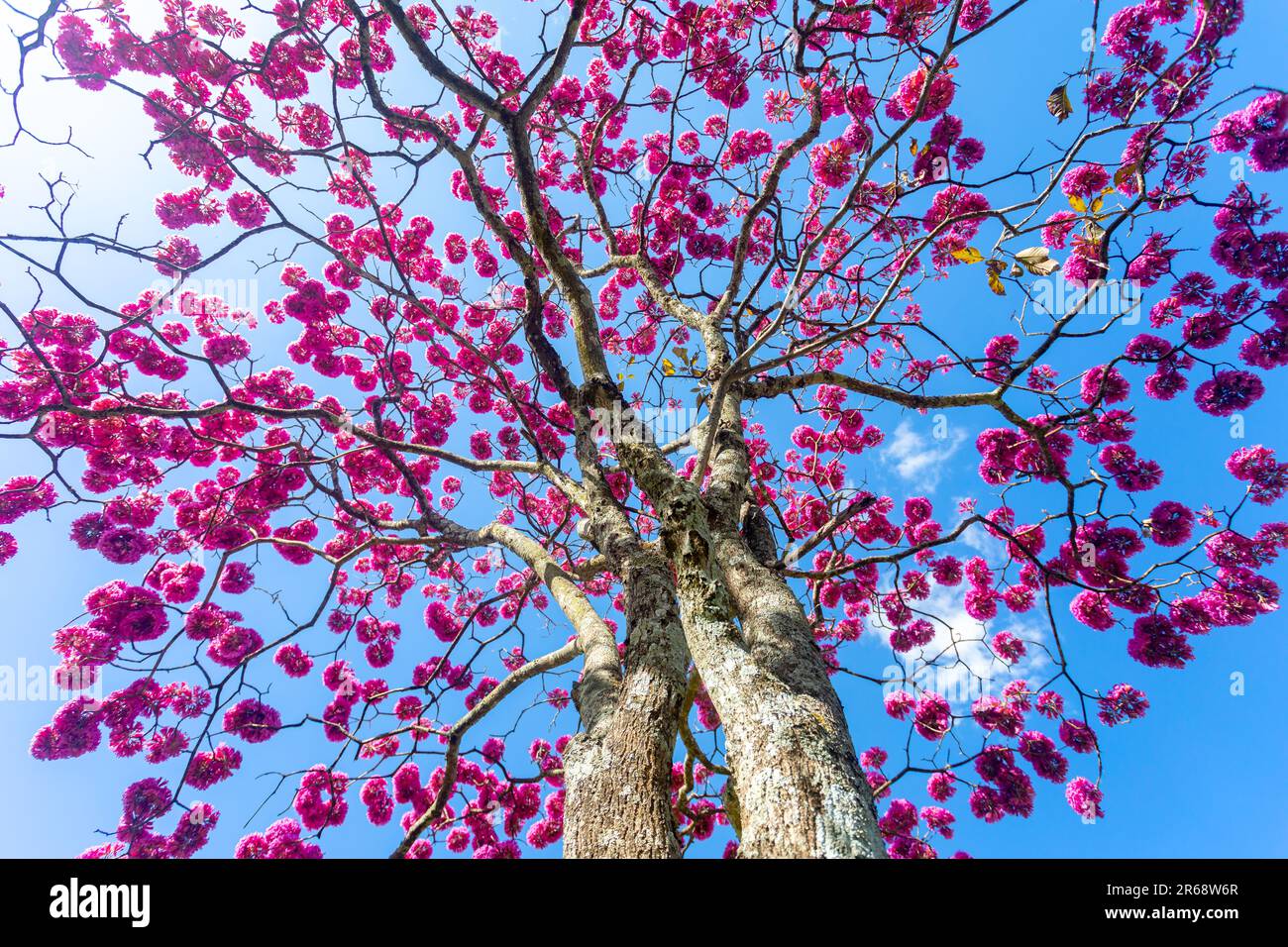 Details of the beautiful Pink Trumpet Tree (Handroanthus heptaphyllus ...