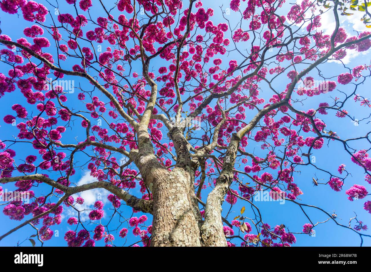 Details of the beautiful Pink Trumpet Tree (Handroanthus heptaphyllus ...