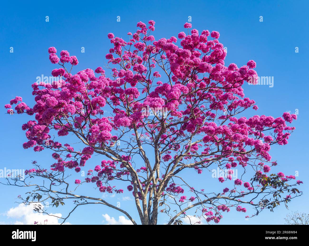 Details of the beautiful Pink Trumpet Tree (Handroanthus heptaphyllus ...