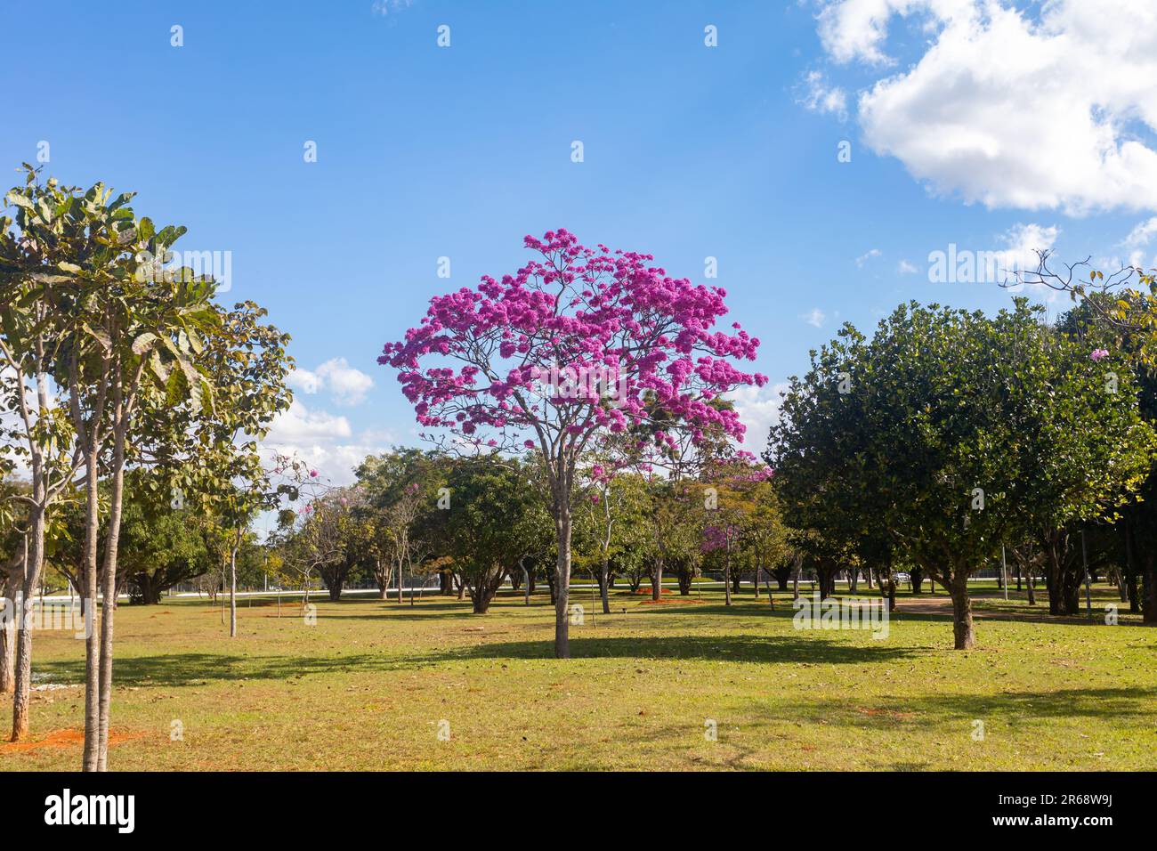 Details of the beautiful Pink Trumpet Tree (Handroanthus heptaphyllus ...
