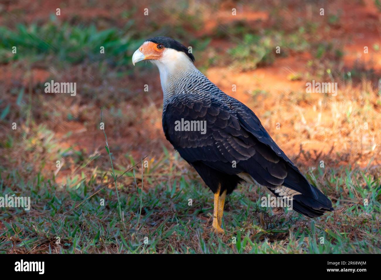 Carcará bird hi-res stock photography and images - Alamy