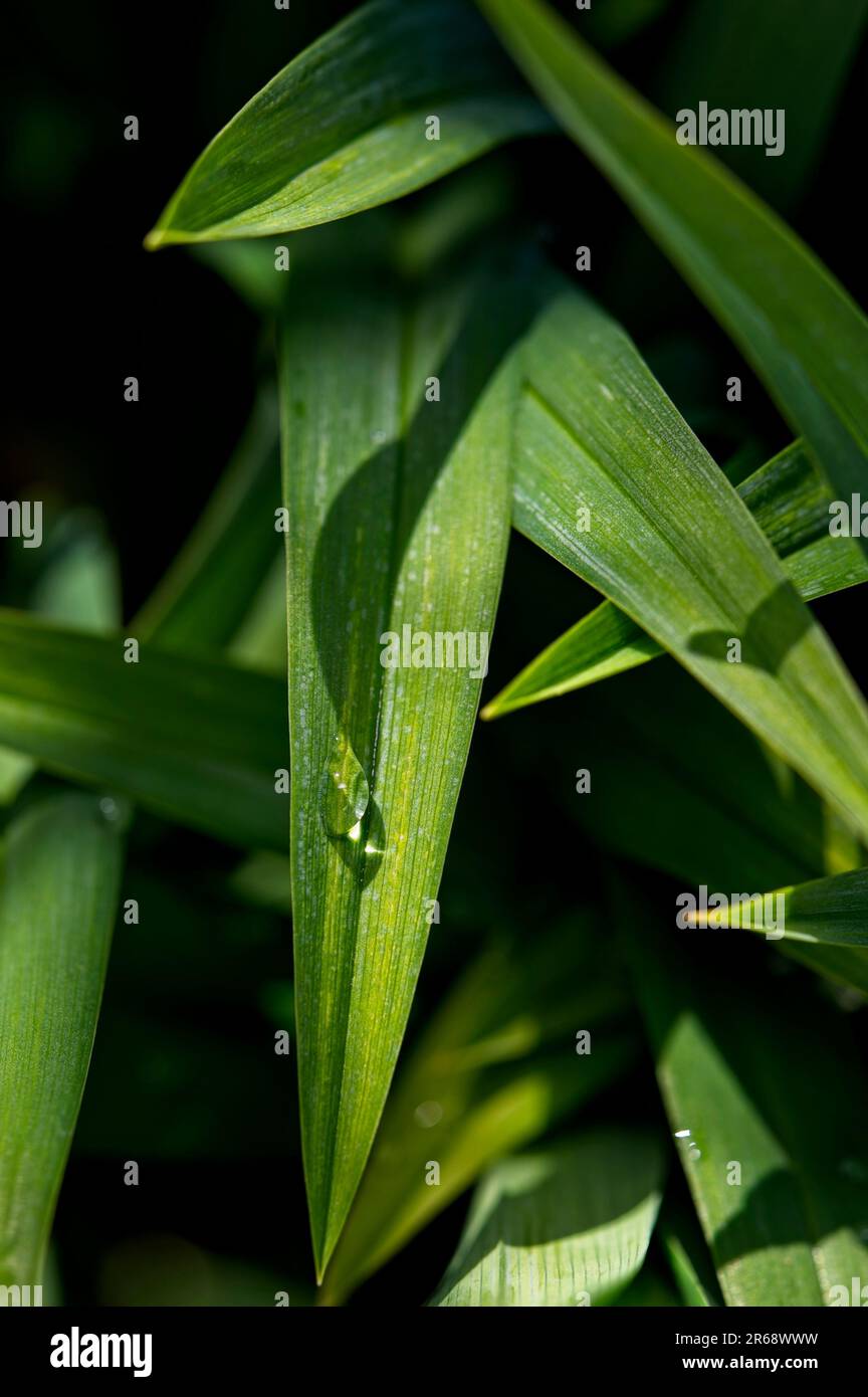 Water drop on Lilly leaf Stock Photo - Alamy
