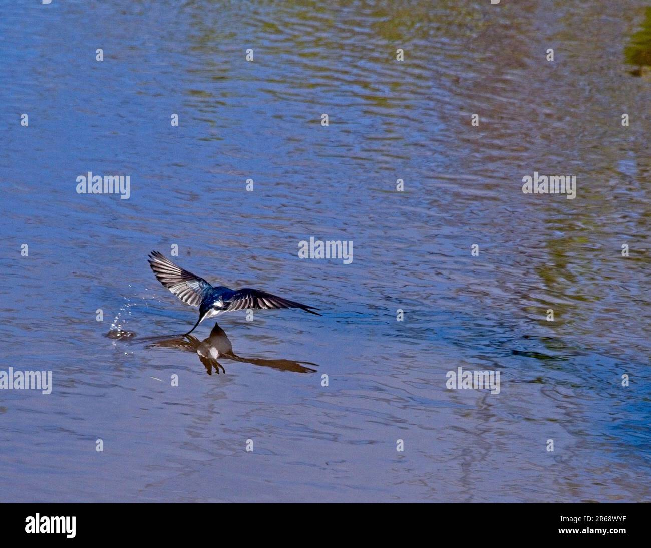 Tree swallow Boundary Creek Wildlife area Moorestown NJ Stock Photo - Alamy Tree swallow Boundary Creek Wildlife area Moorestown NJ Stock Photo - Alamy