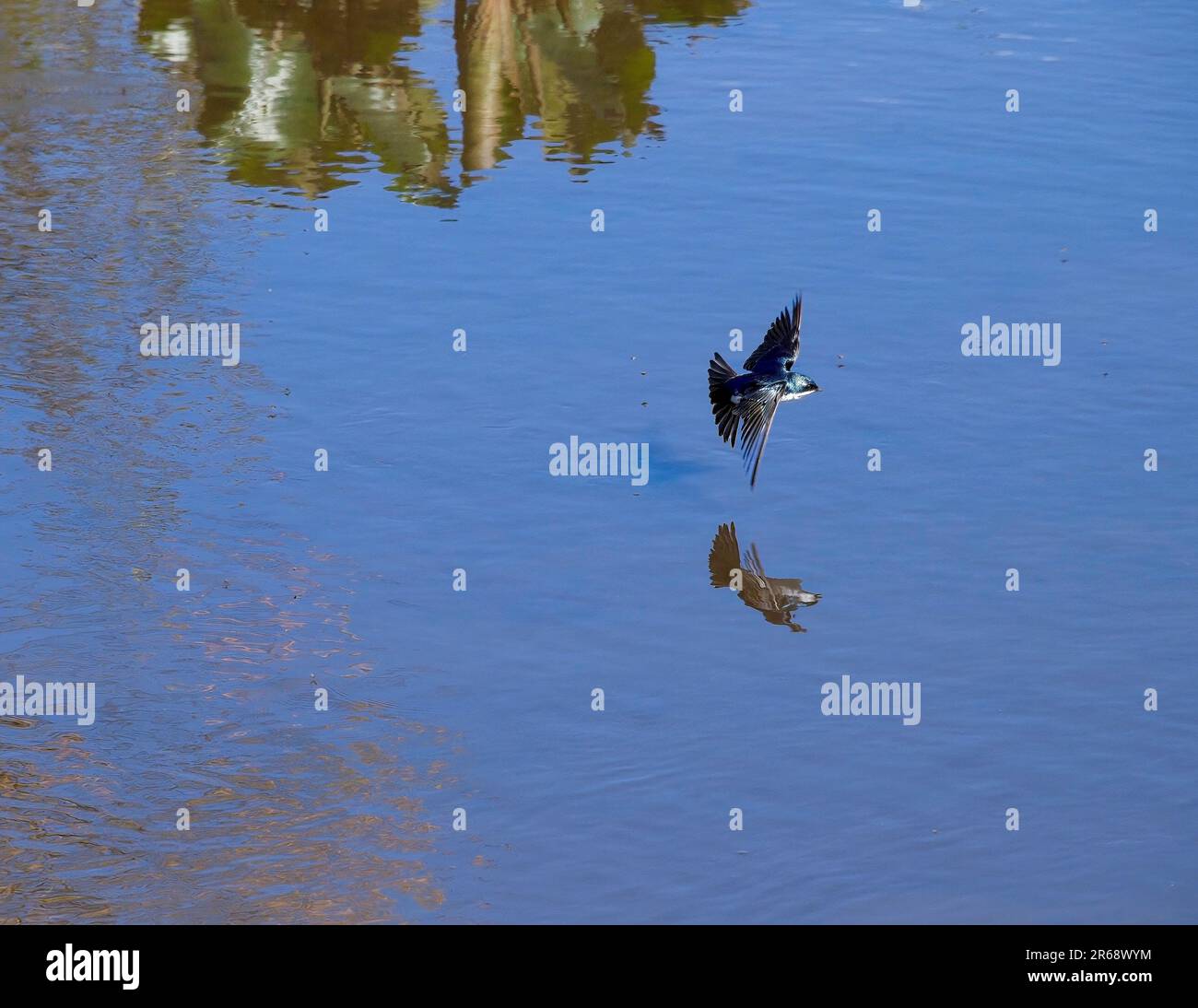 Tree swallow Boundary Creek Wildlife area Moorestown NJ Stock Photo - Alamy Tree swallow Boundary Creek Wildlife area Moorestown NJ Stock Photo - Alamy