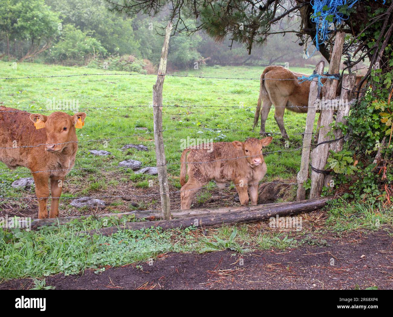 happy family of cows in a field in Galicia, Spain Stock Photo - Alamy