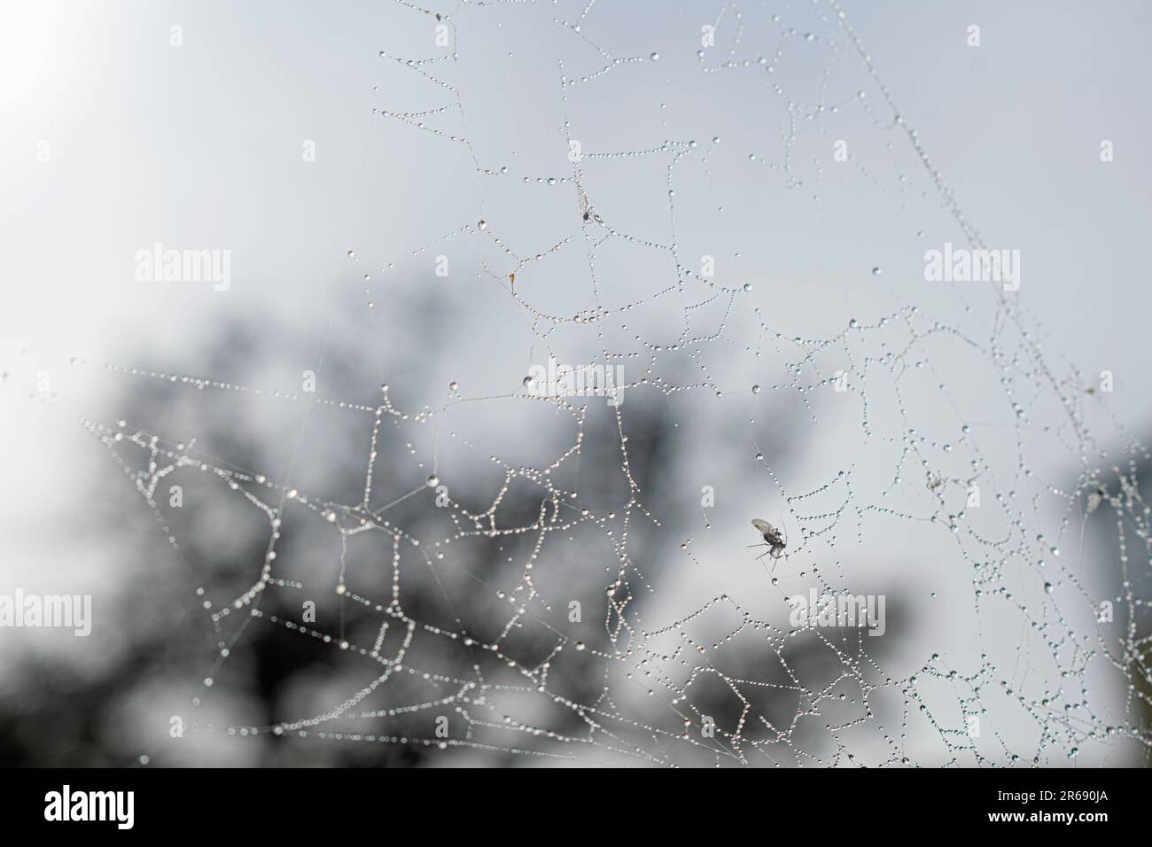 Background Cobweb and rain drops , in the garden Stock Photo - Alamy