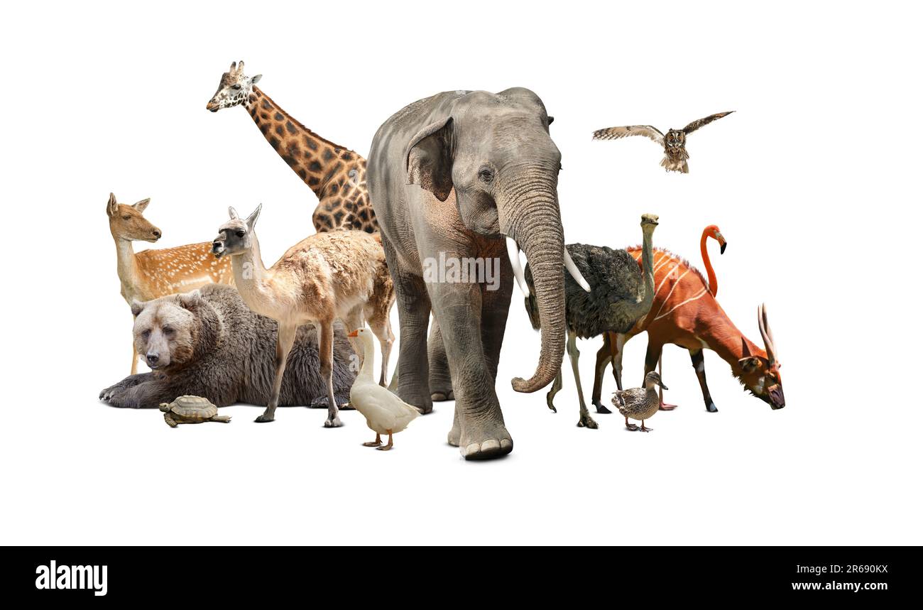 Cute animals bear owl Cut Out Stock Images & Pictures - Alamy