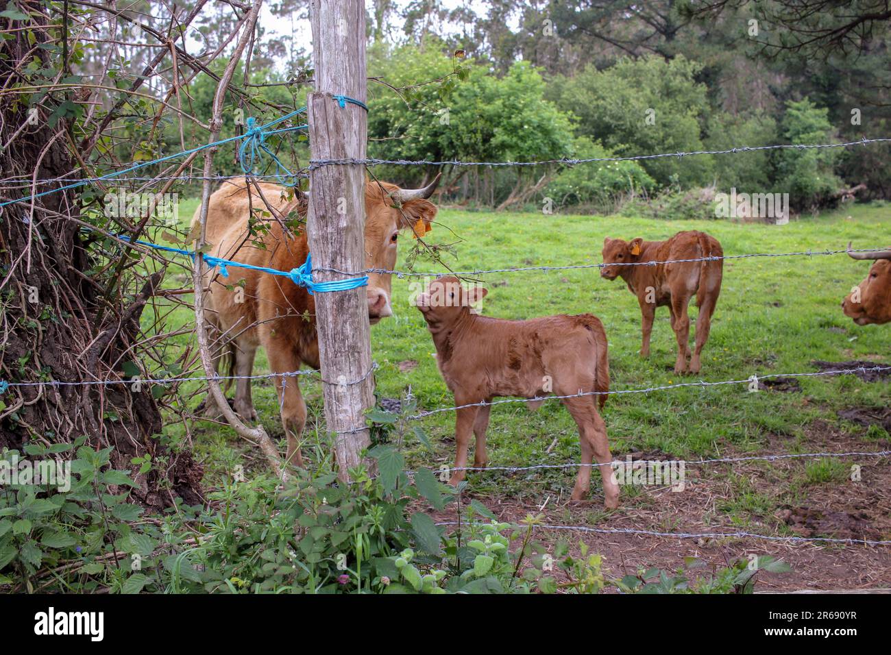 Galician wildlife hi-res stock photography and images - Alamy