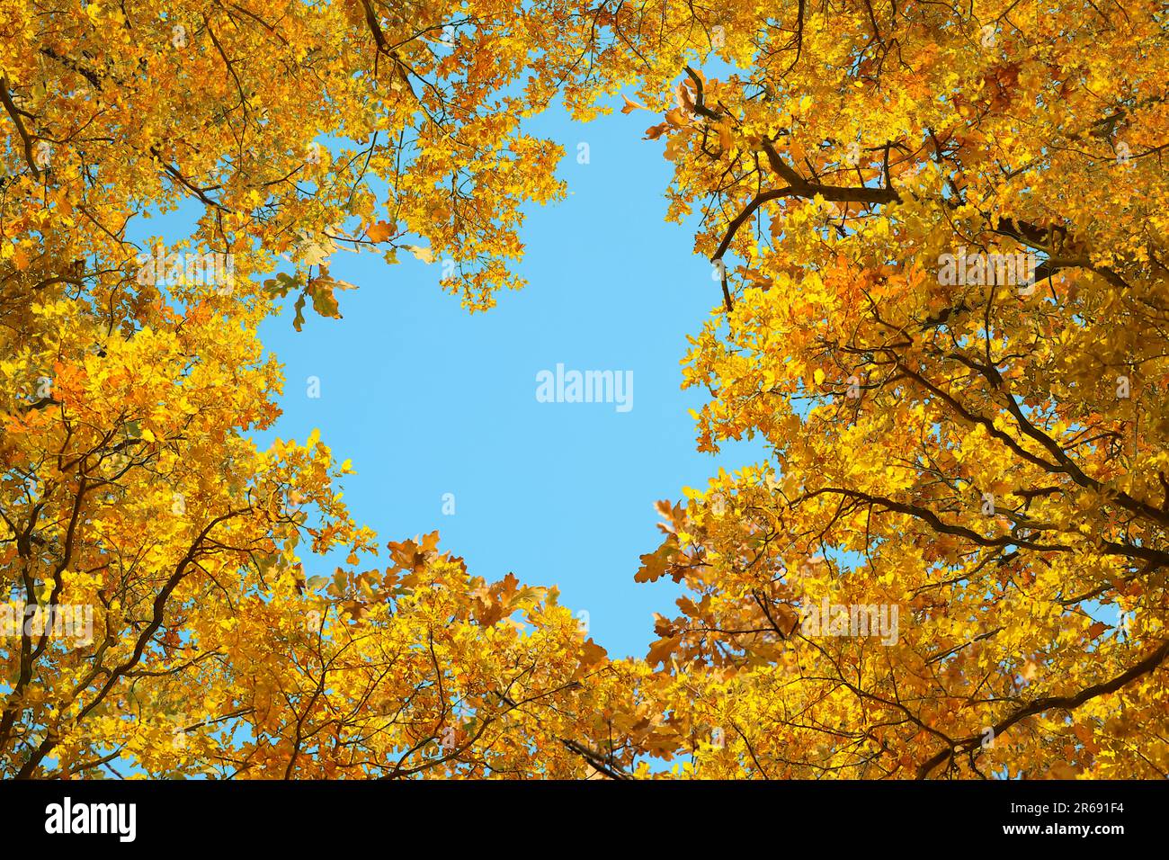 Light blue sky visible through heart shaped gap formed of autumn trees ...