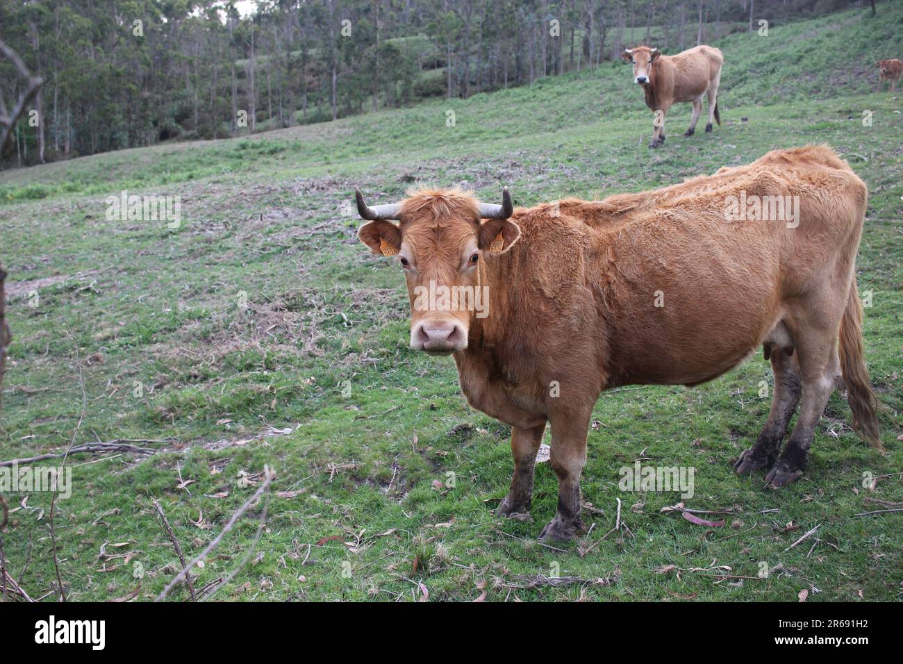 Cows loving hi-res stock photography and images - Alamy