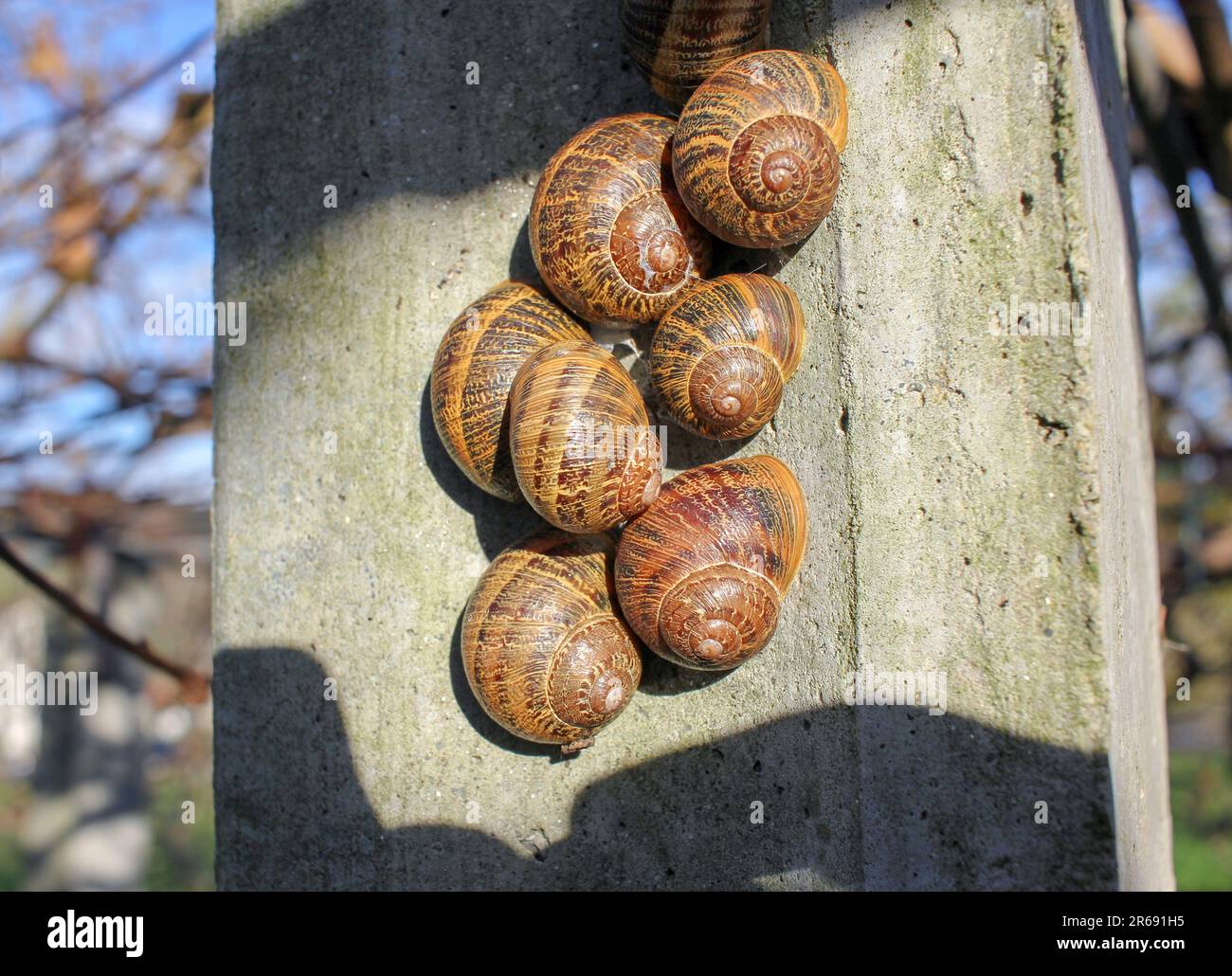 snails in the sun together in my orchard Stock Photo - Alamy
