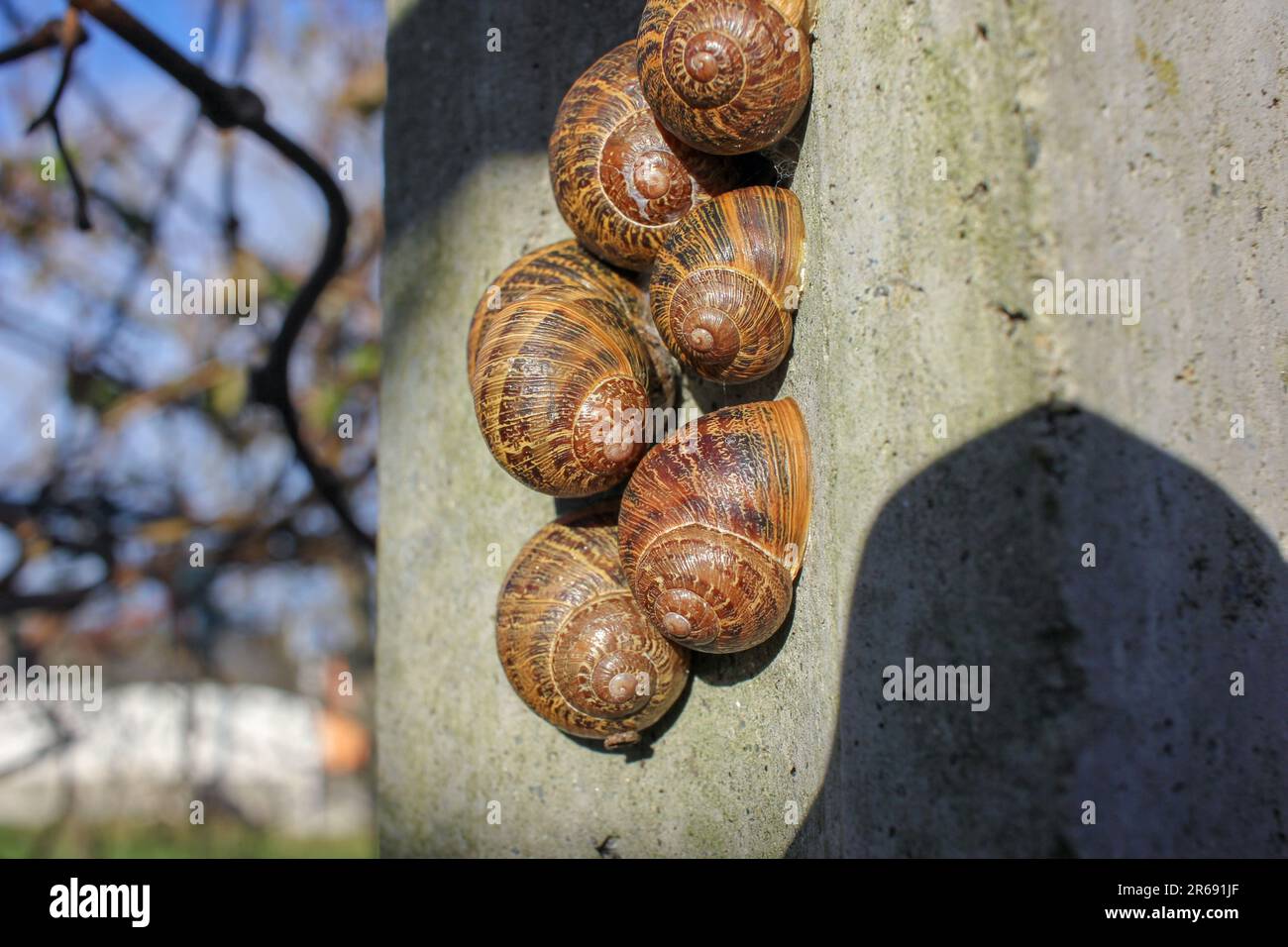 snails living together in my orchard in Galicia, Spain Stock Photo - Alamy