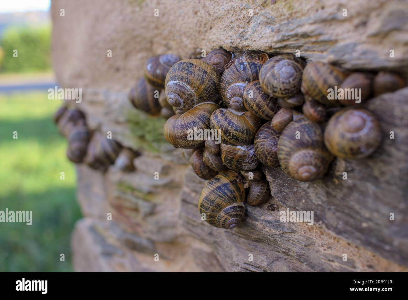 snails living together in a wall in my orchard Stock Photo - Alamy