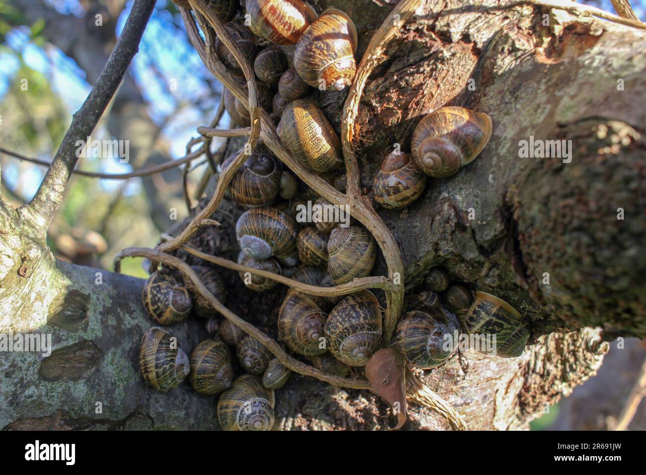 Group of snails hi-res stock photography and images - Alamy