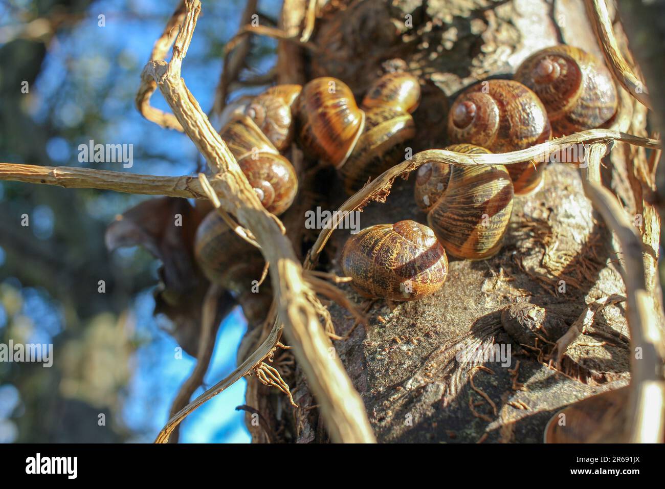 snails together in an apple tree in my orchard Stock Photo - Alamy